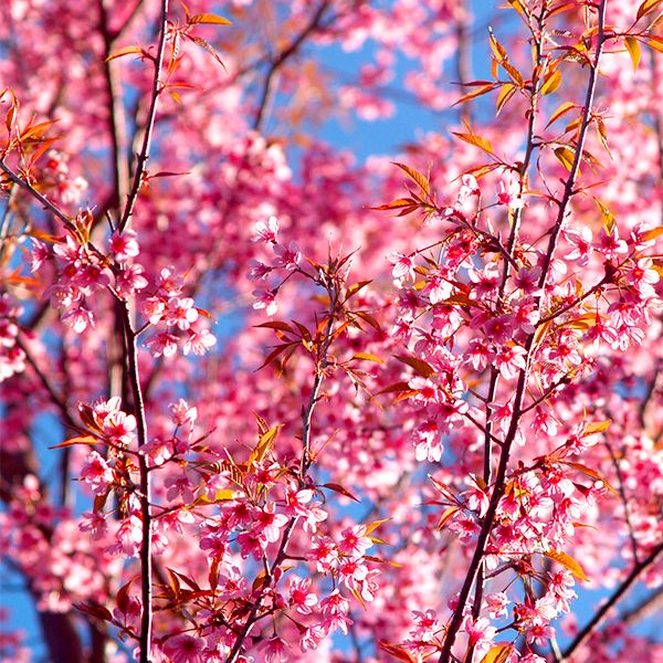 Path For Change | Anxiety Counseling | Dunedin, FL & Pinellas County