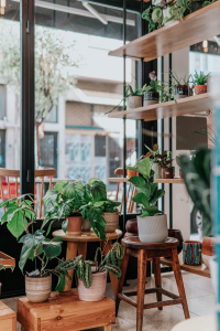 Why Plants Improve Our Mental Health | Counseling Center at Cinco Ranch
