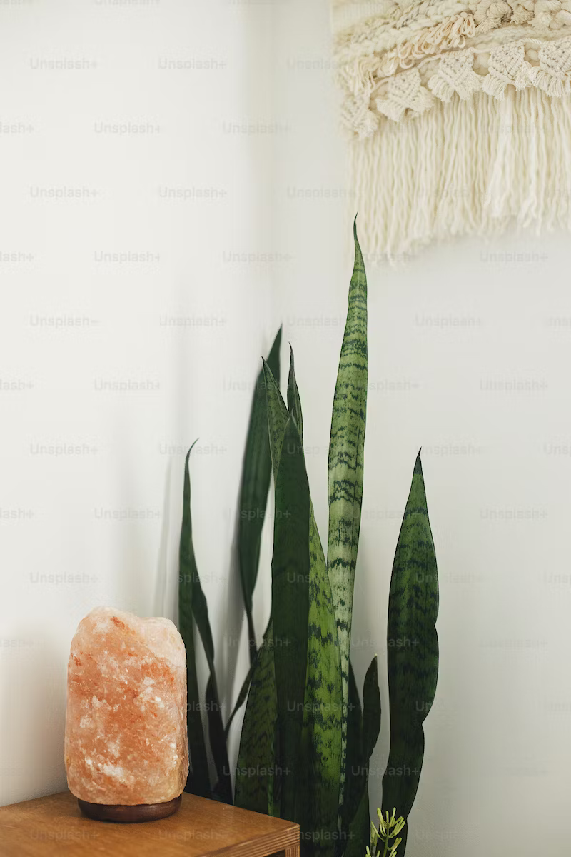 Why Plants Improve Our Mental Health - Counseling Center at Cinco Ranch